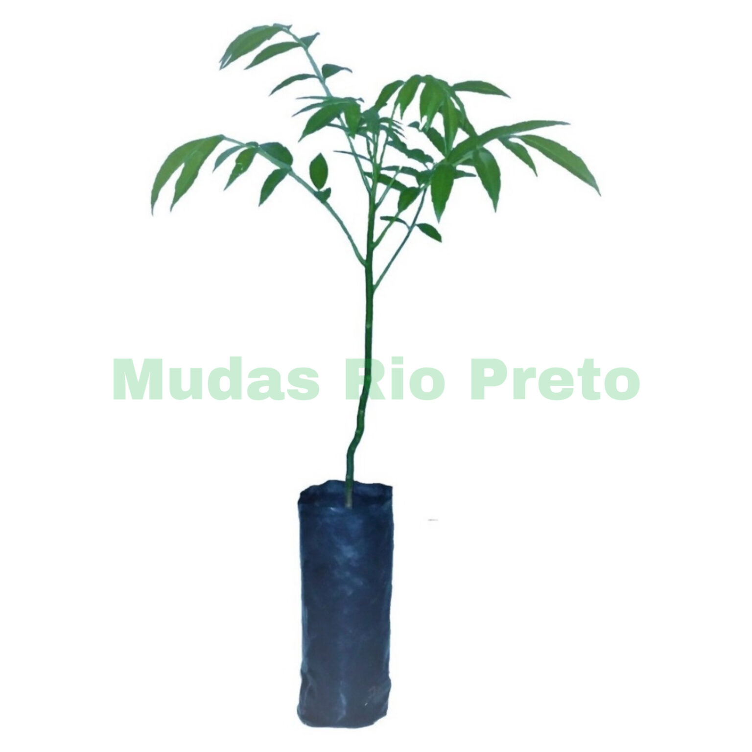 Muda de Pequi Gigante Xingu – Mudas Rio Preto