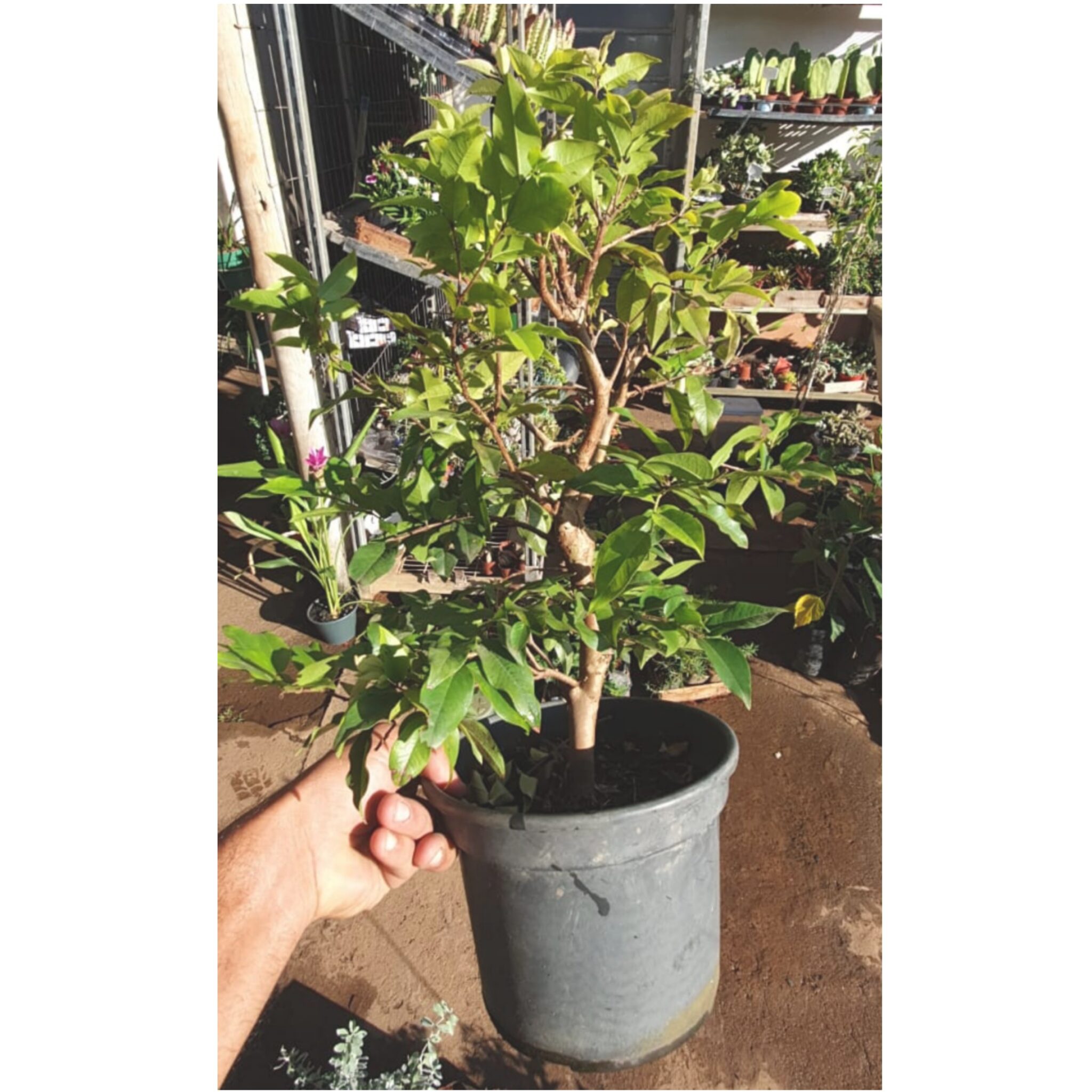 Muda de jabuticaba Híbrida Precoce- Já Produz – Mudas Rio Preto