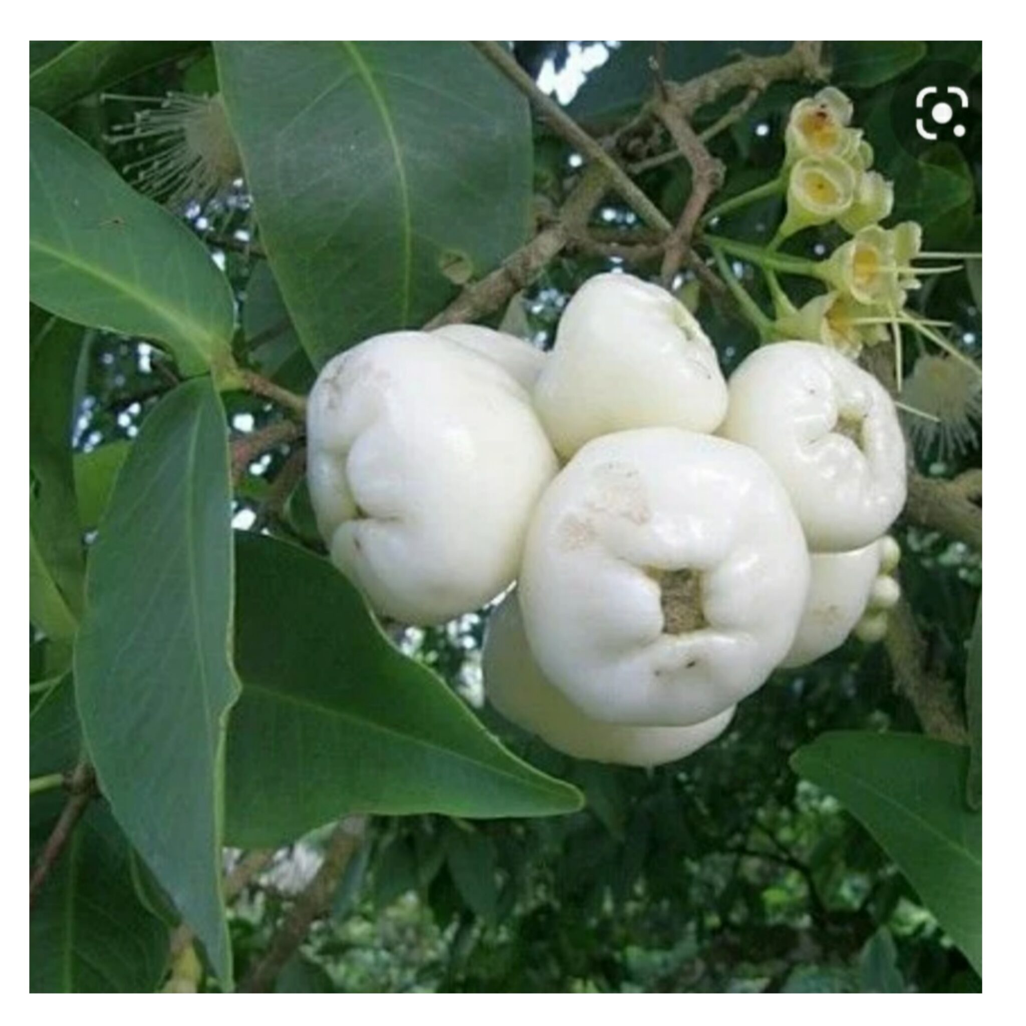 Muda de Jambo Branco (Syzygium aqueum) – Mudas Rio Preto