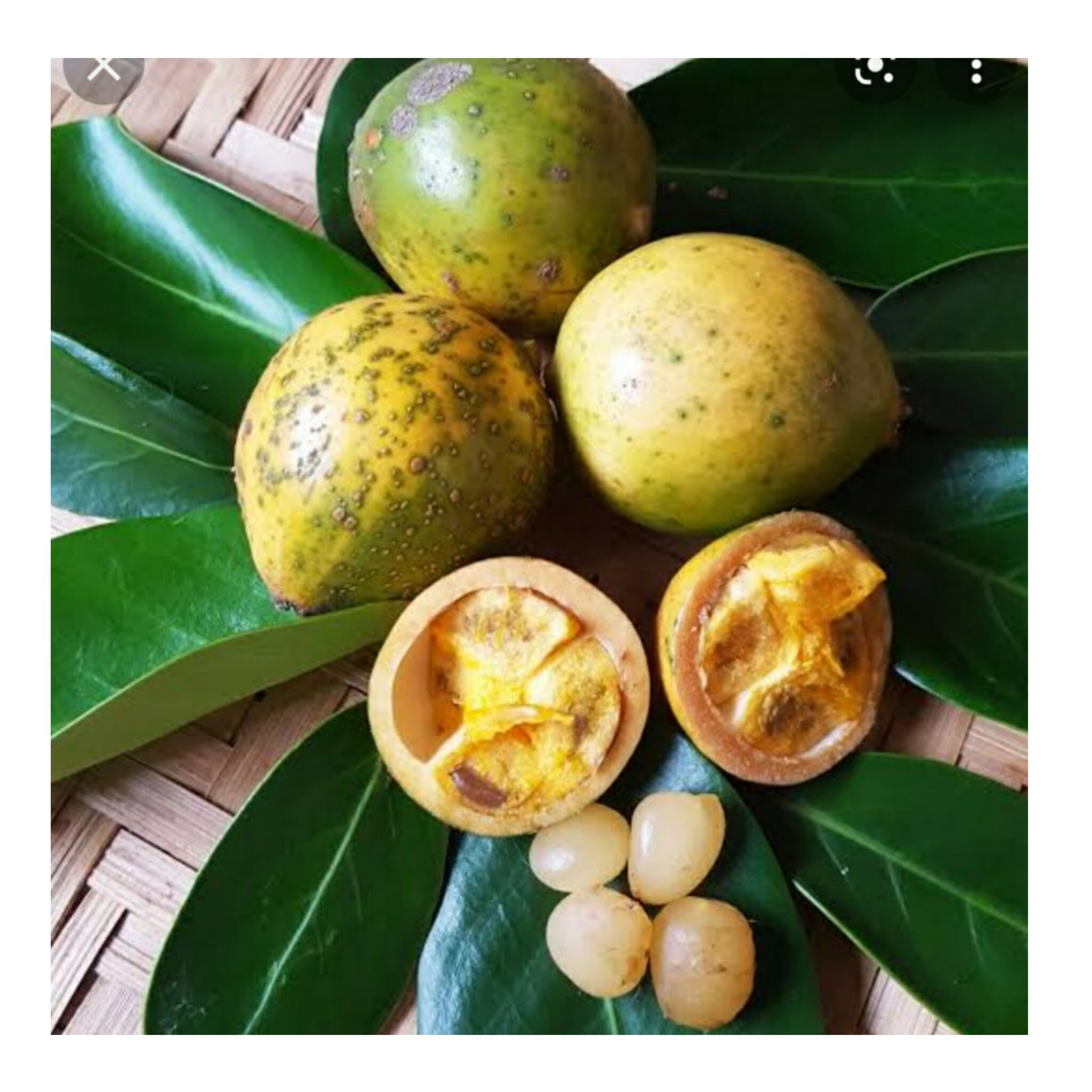 Muda de Laranja do Macaco Raríssima. Artocarpus lakoocha Wall. – Mudas ...