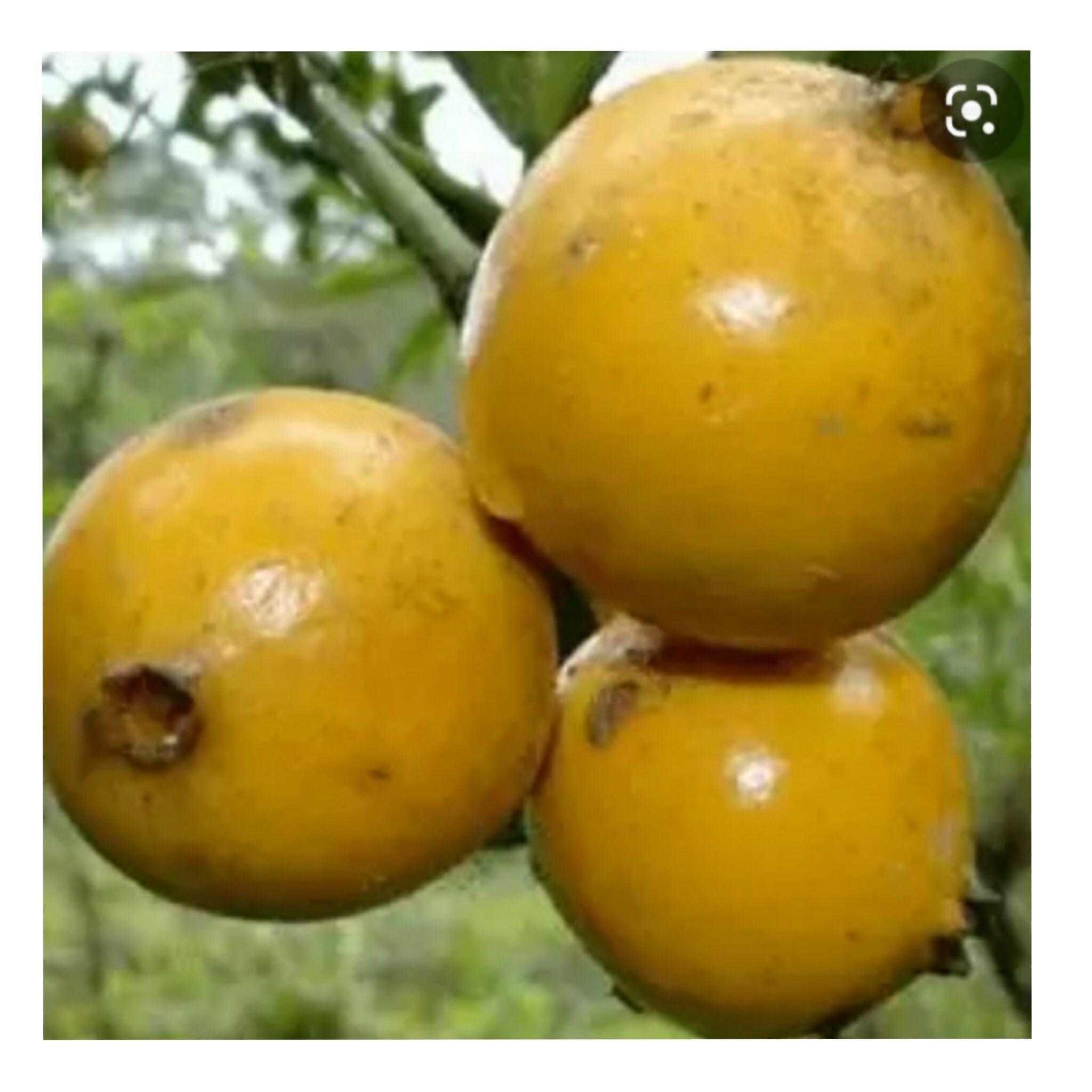 Muda de Laranja do Macaco Raríssima. Artocarpus lakoocha Wall. – Mudas ...