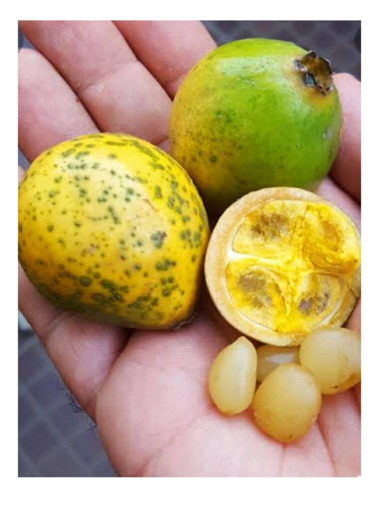 Muda de Laranja do Macaco Raríssima. Artocarpus lakoocha Wall. – Mudas ...